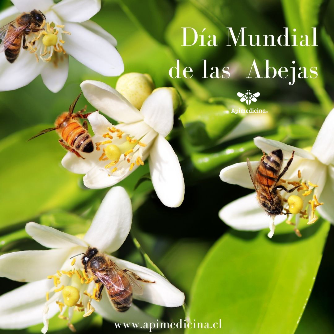 DÍA MUNDIAL DE LAS ABEJAS Y ACCIONES PARA AYUDAR SU LABOR - Apimedicina